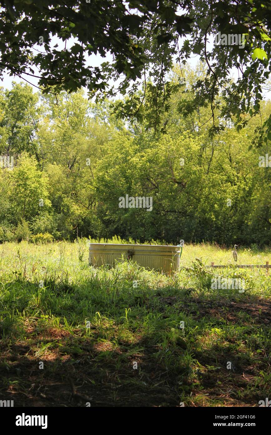 Animal water trough and bucket on a bright sunny summer day Stock Photo ...
