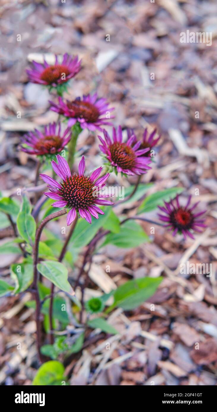 Purple Echinacea, floral background Stock Photo - Alamy