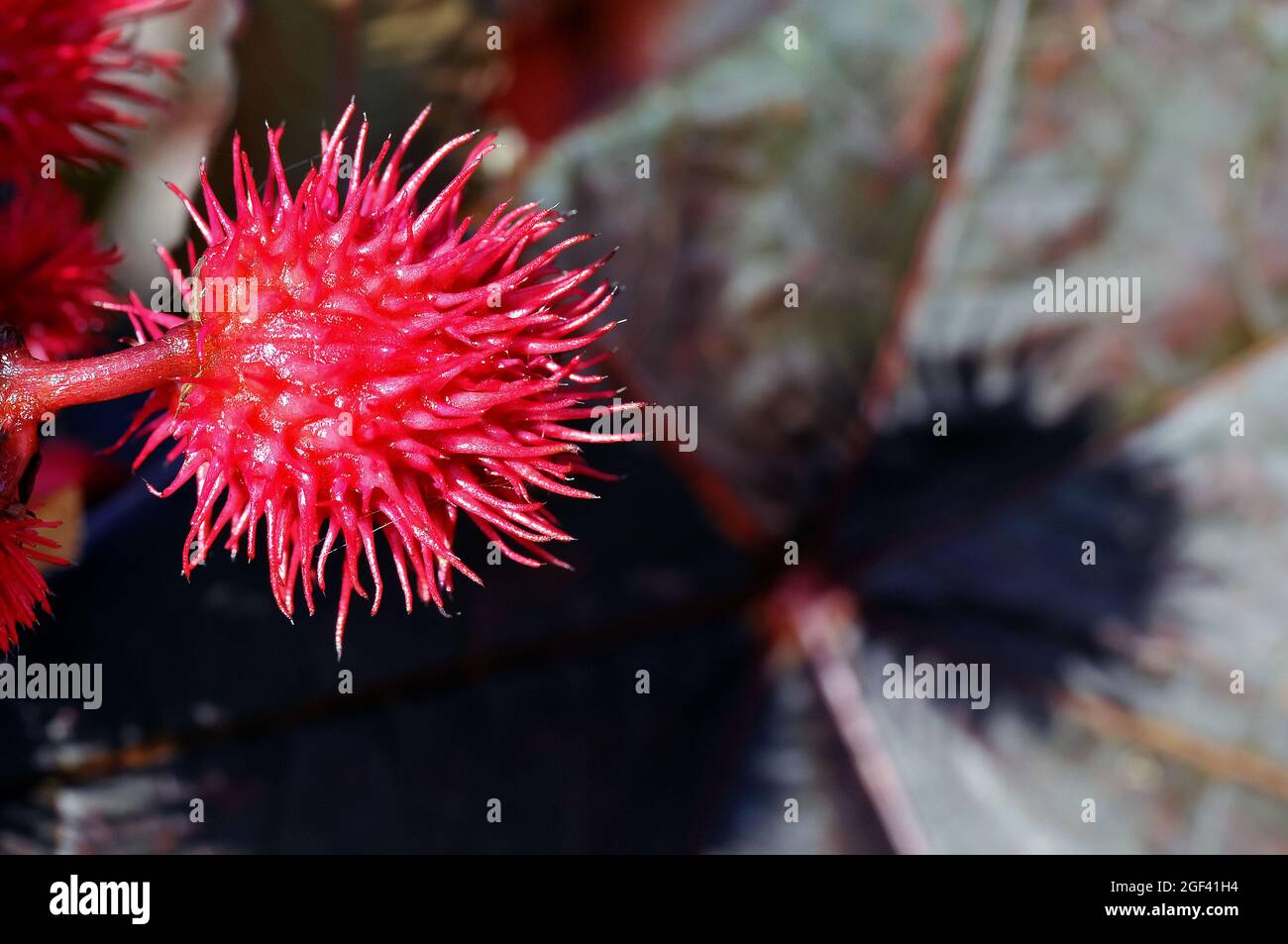 castor bean, castor oil plant, Wunderbaum, Rizinus, ricin commun ...