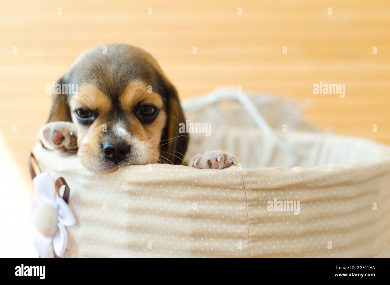 cute beagle puppy sitting in a basket Stock Photo - Alamy