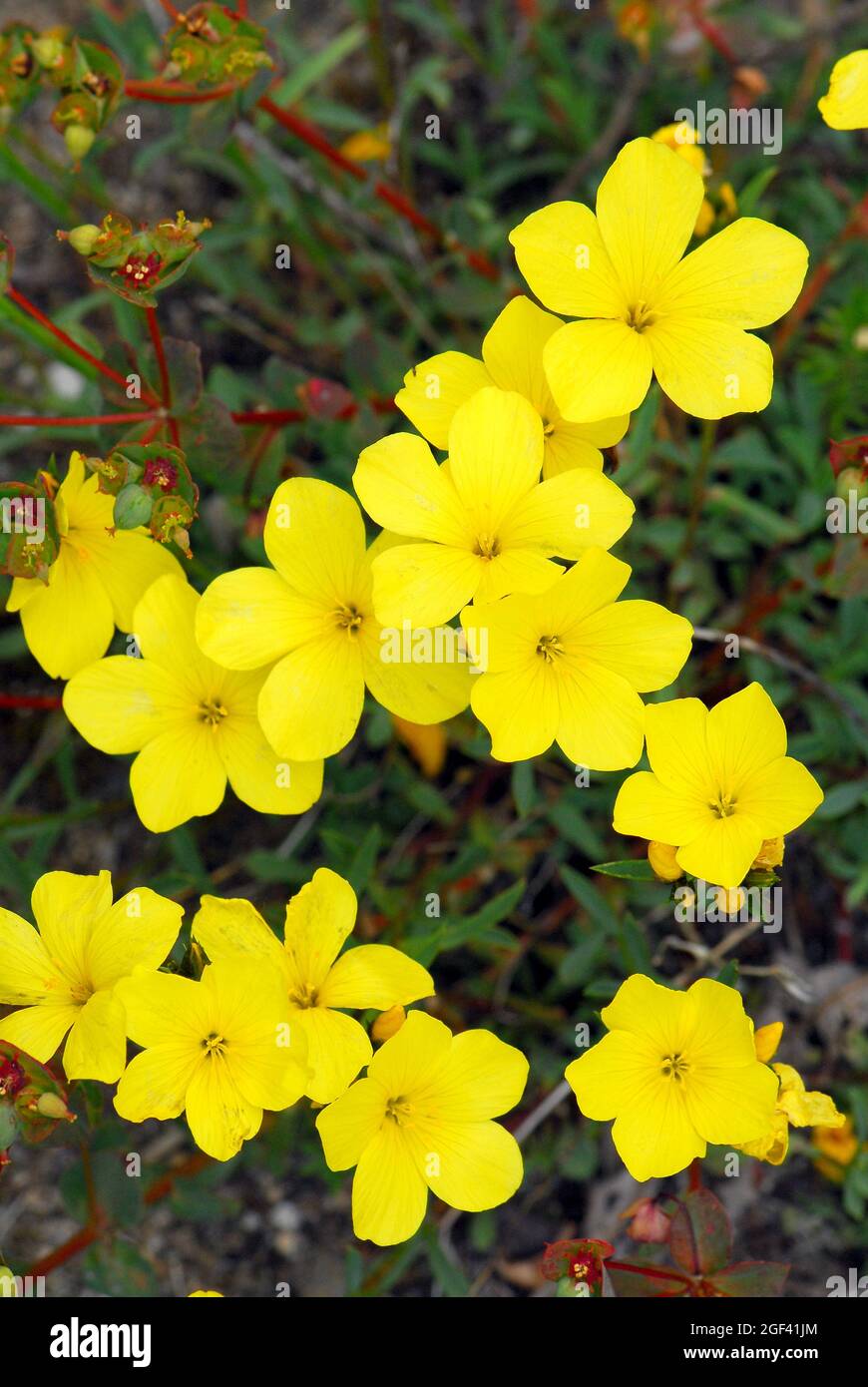 Golden flax hi-res stock photography and images - Alamy