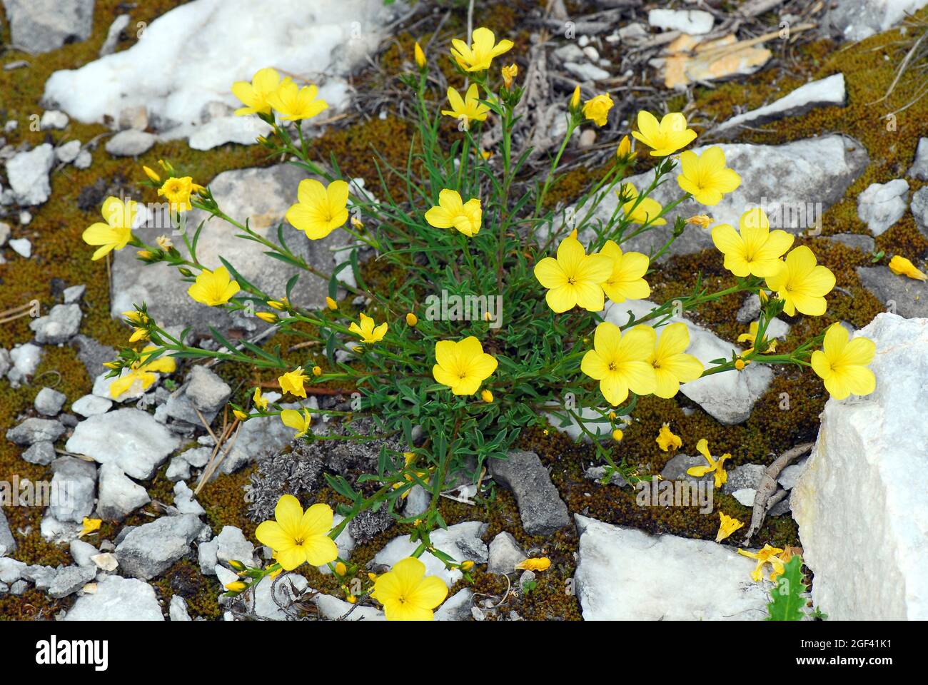 golden flax or yellow flax, Gelber Lein, Linum flavum, sárga len ...