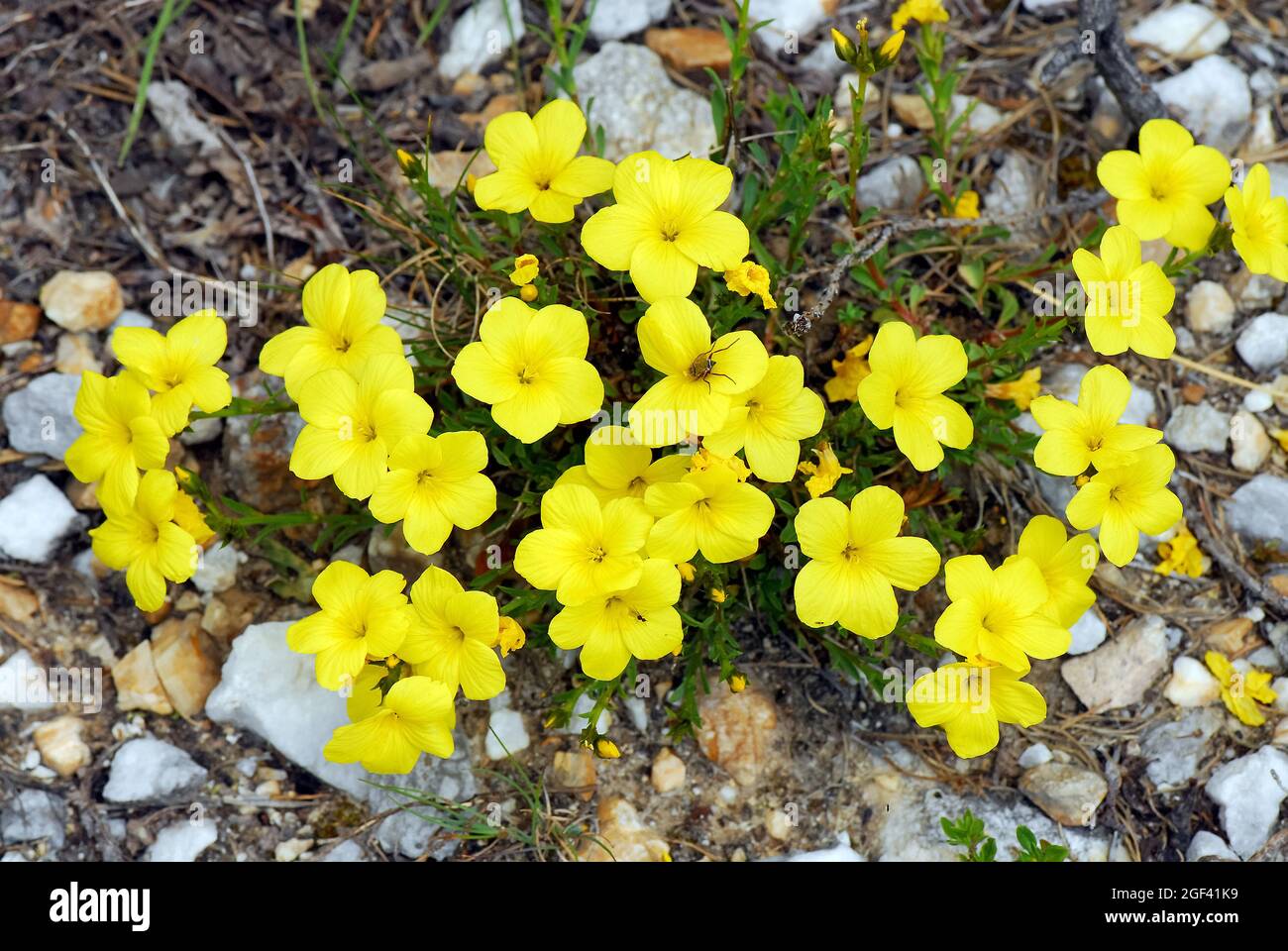 golden flax or yellow flax, Gelber Lein, Linum flavum, sárga len ...