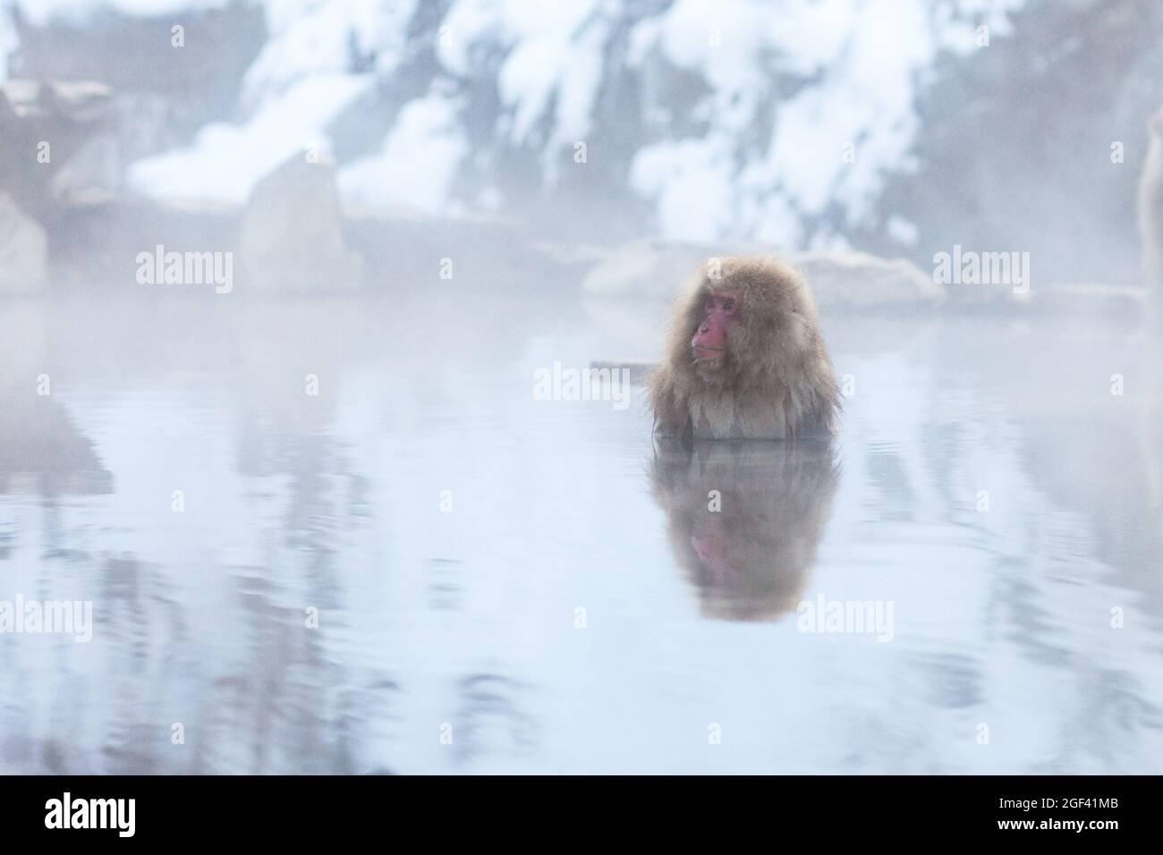 Japanese snow monkey bathing in hot spring in winter Stock Photo - Alamy
