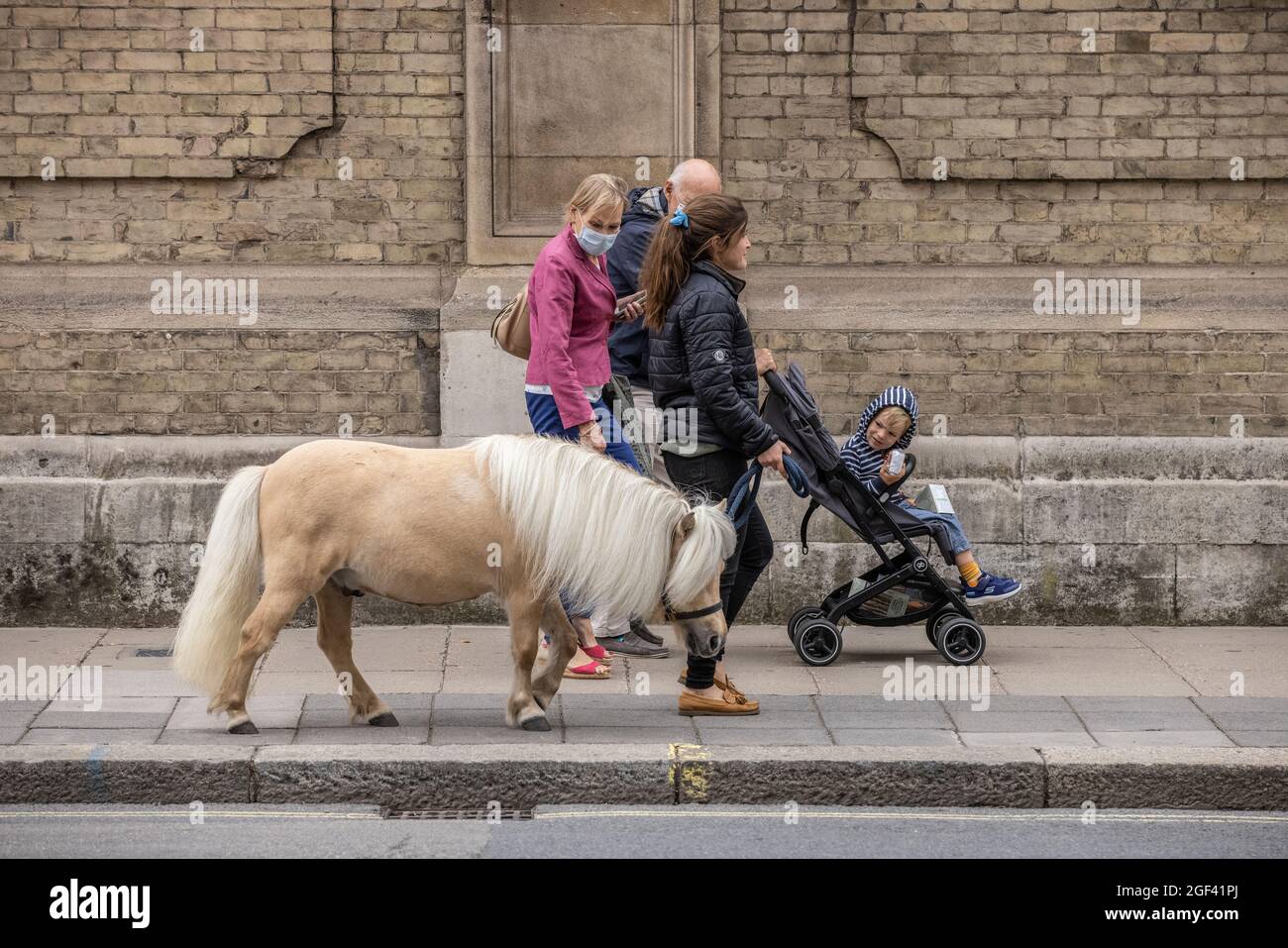 Family walking pet pony hi-res stock photography and images - Alamy