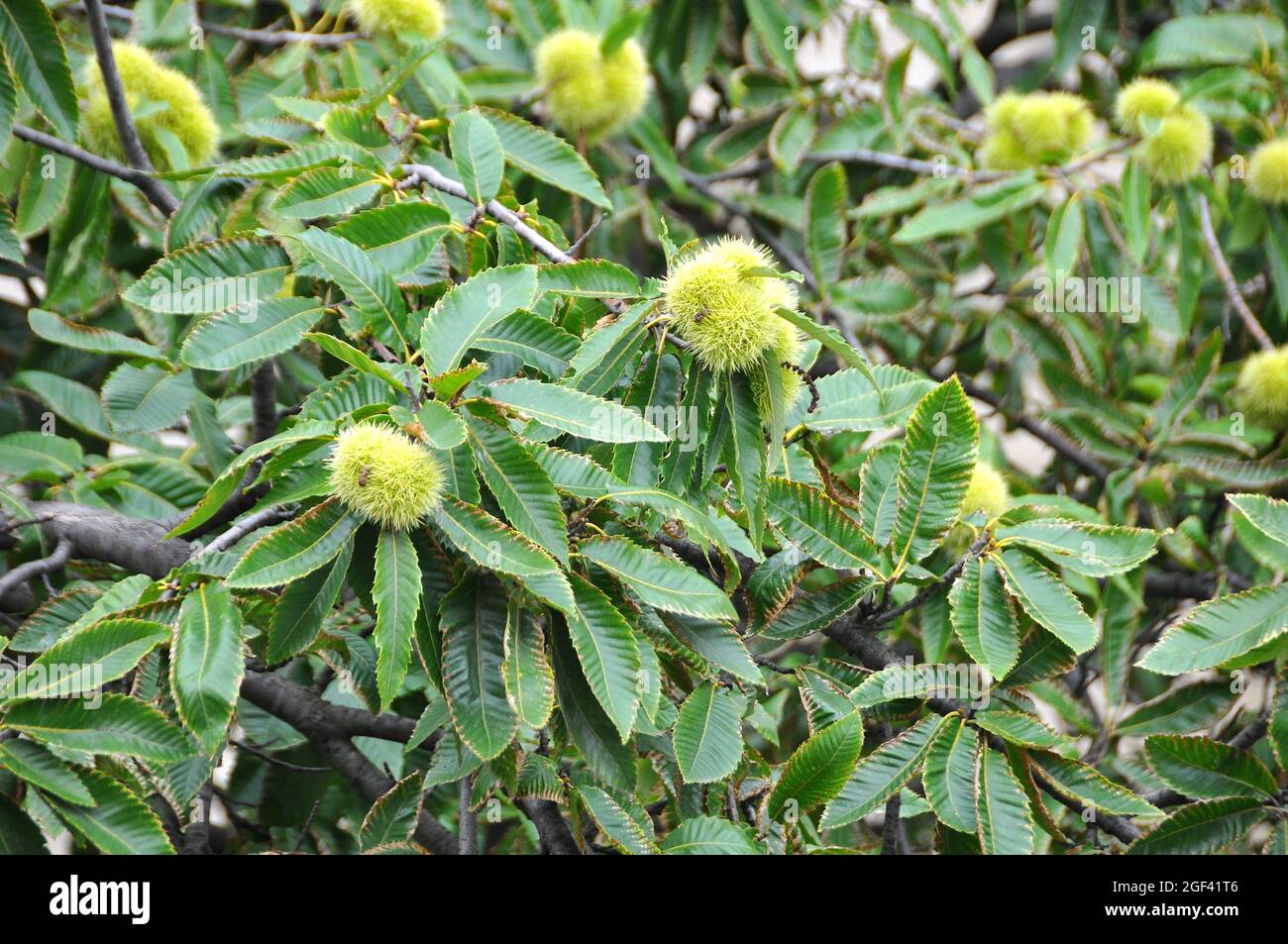 sweet chestnut, Spanish chestnut or just chestnut, Edelkastanie ...