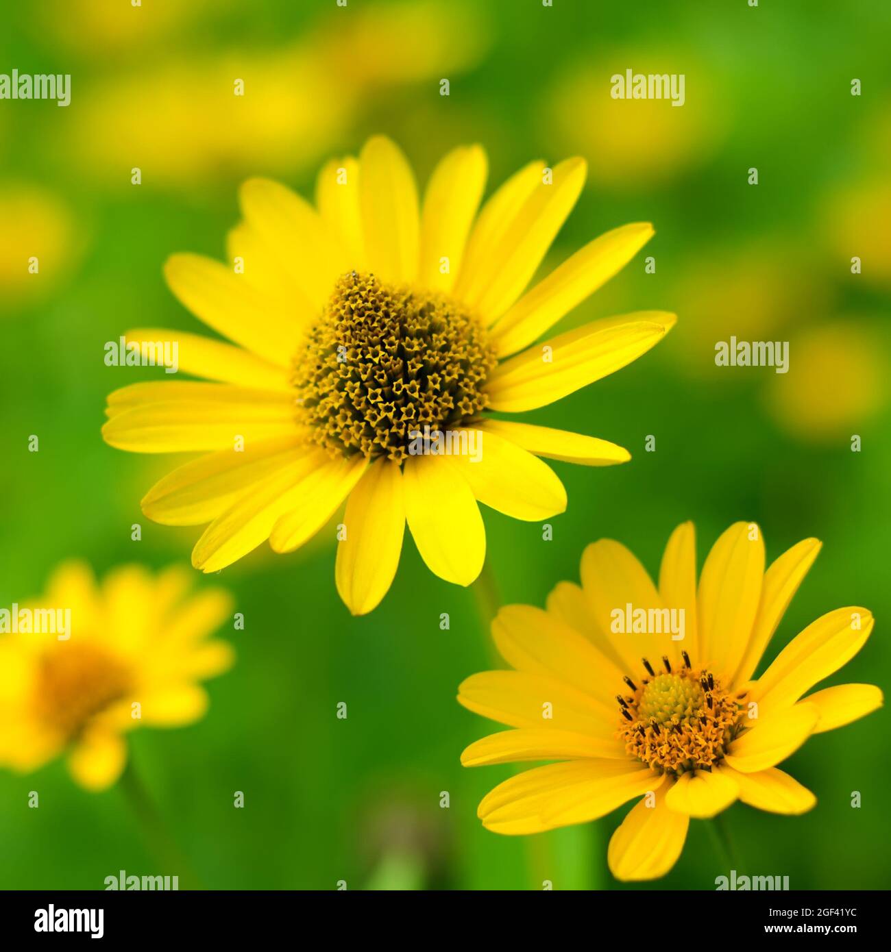 Helianthus tuberosus hi-res stock photography and images - Alamy