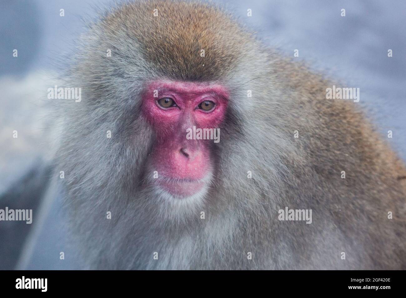 Portrait of Japanese snow monkey Stock Photo - Alamy