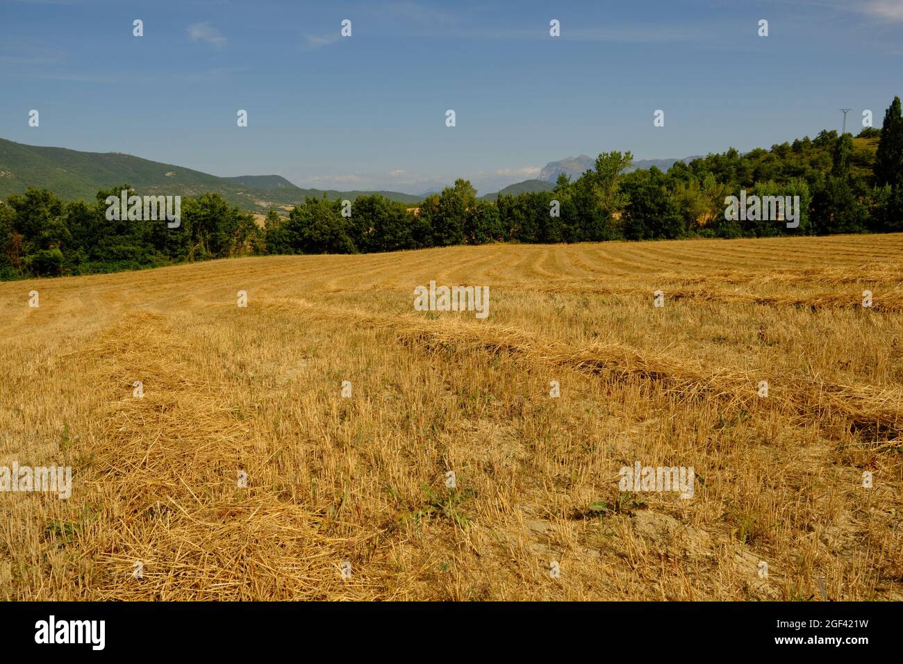 a large wheat field has been harvested Stock Photo - Alamy