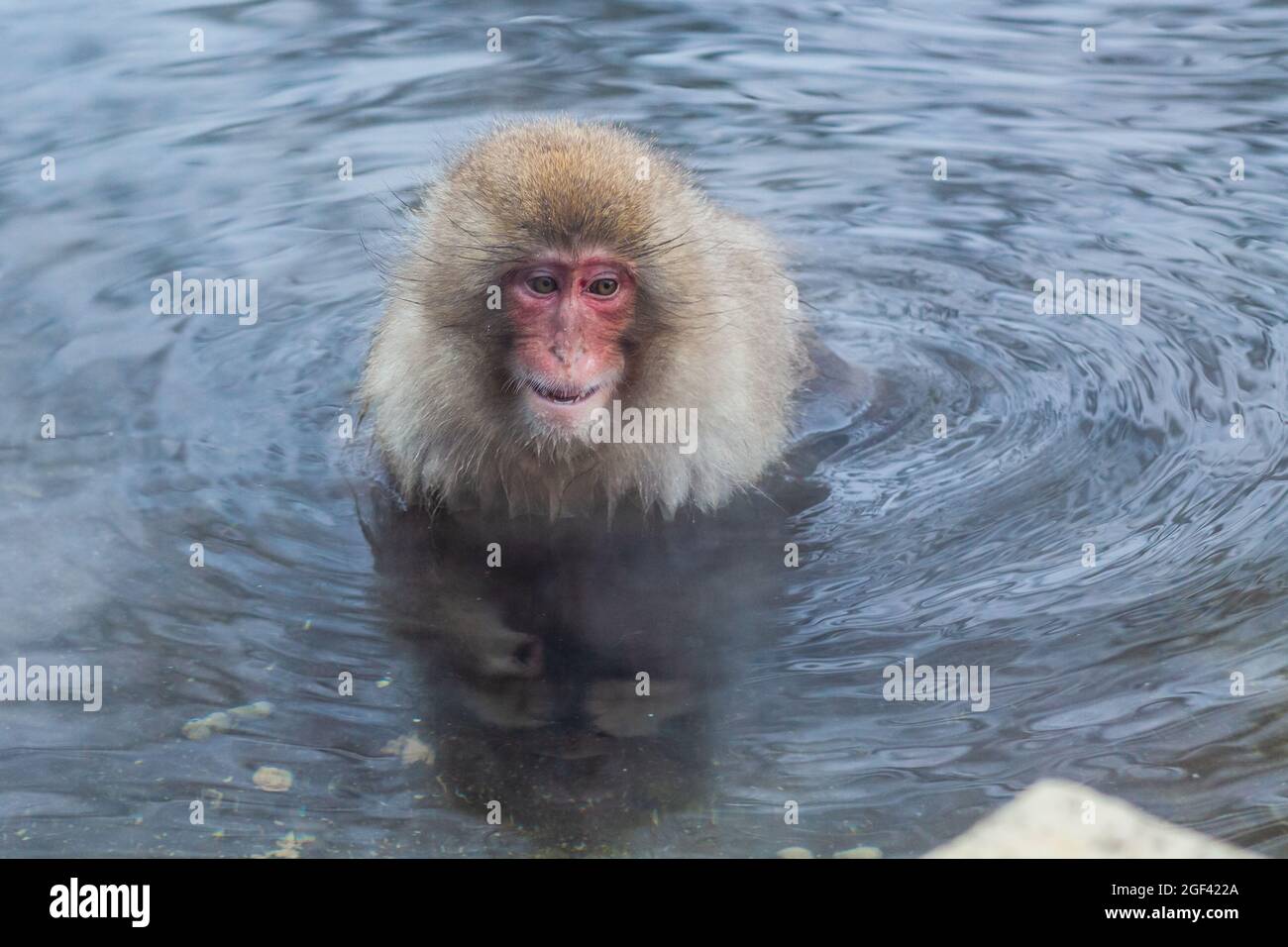 Japanese snow monkey smiling while bathing in hot spring water Stock ...