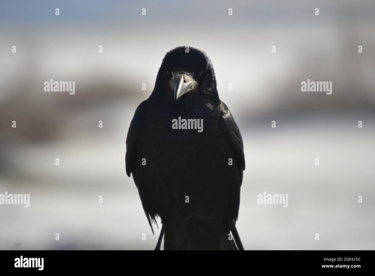 Illustration of a raven hi-res stock photography and images - Alamy