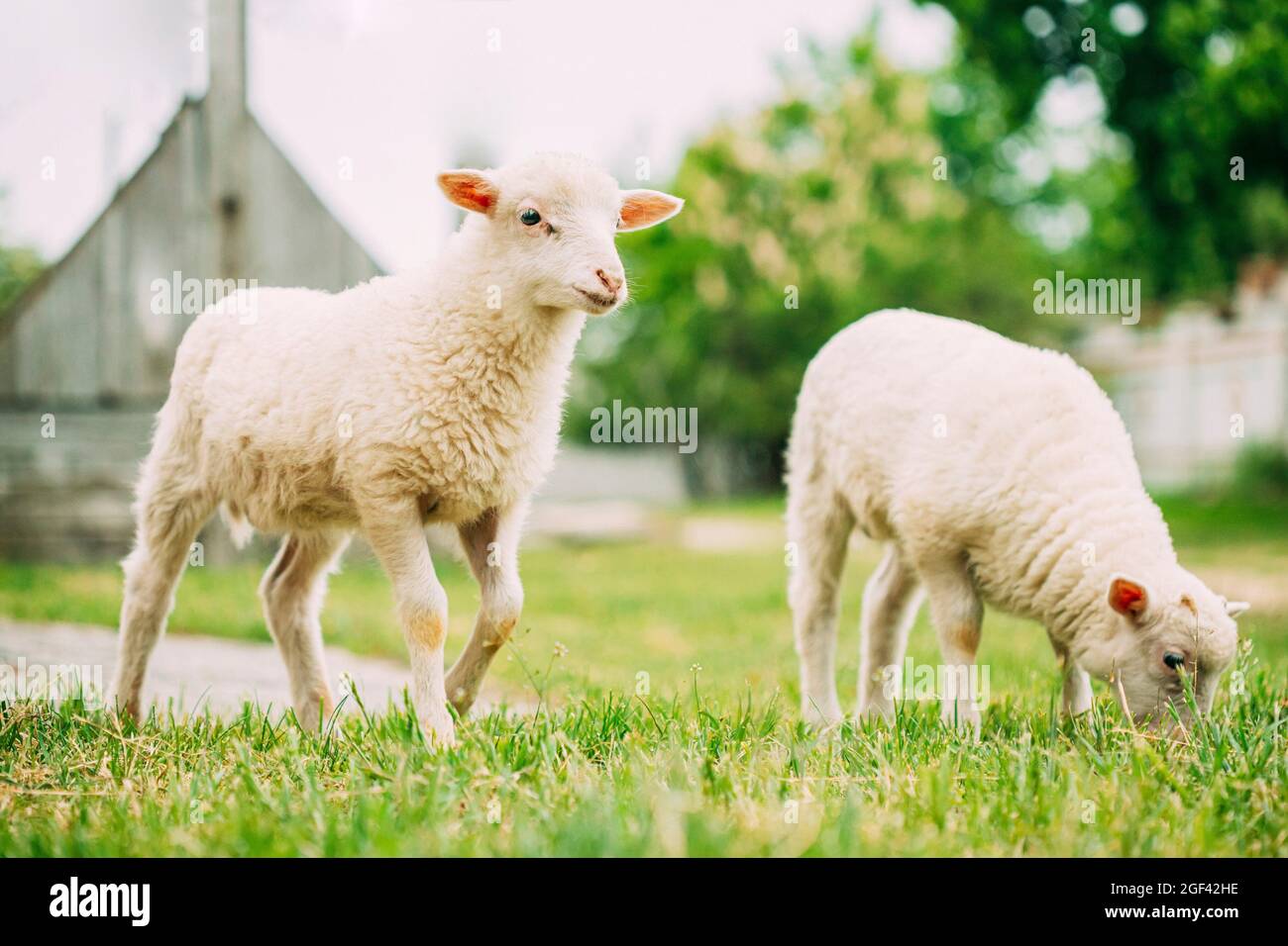 Small lambs hi-res stock photography and images - Alamy