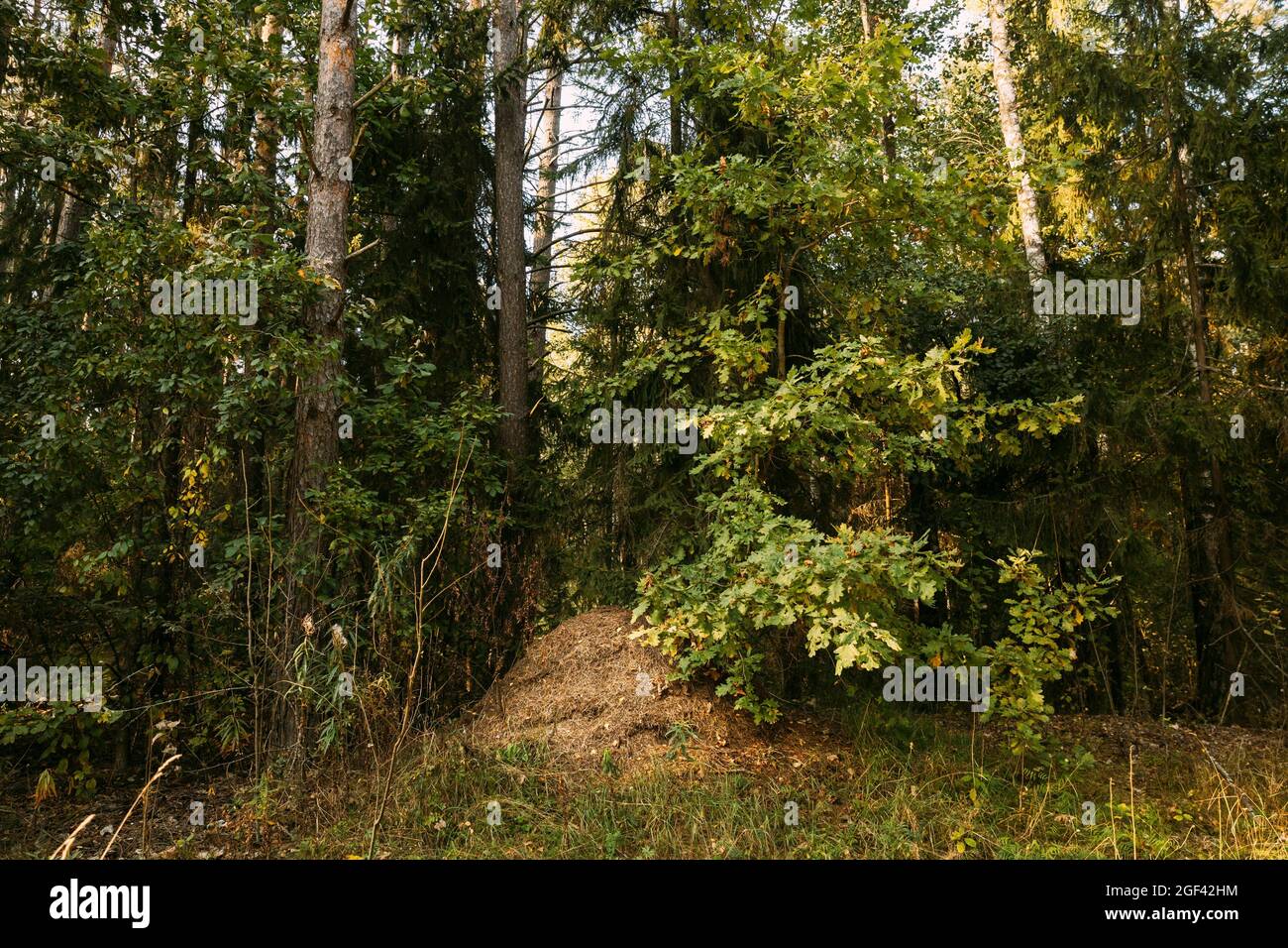 Red Forest Ants Formica Rufa In Anthill Under Pine Tree. Red Ant Colony ...