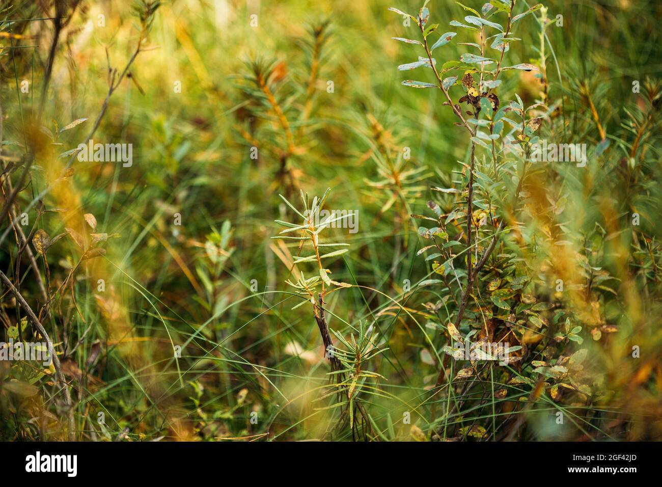 Labrador tea plant hi-res stock photography and images - Alamy