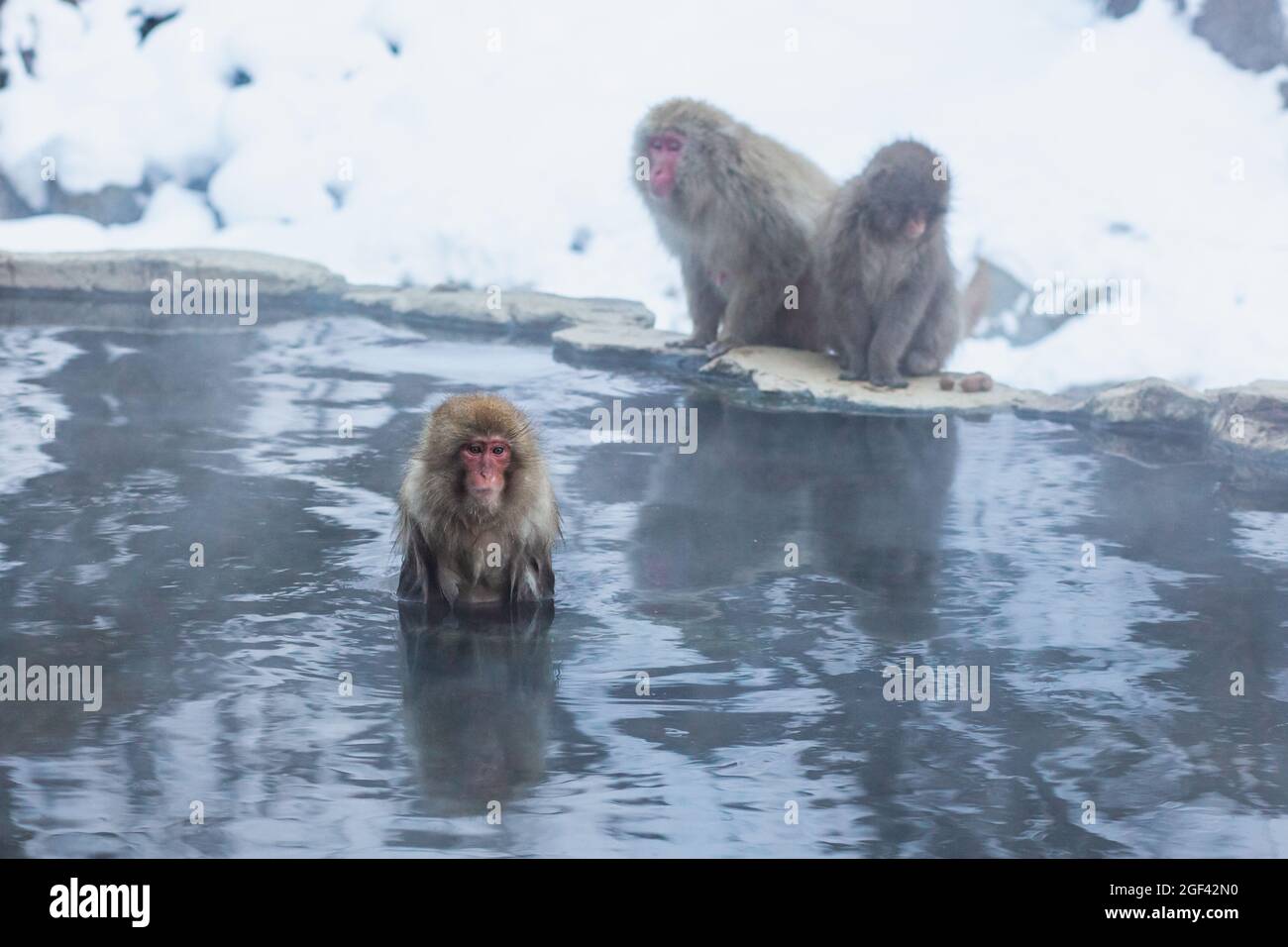 Japanese snow monkeys bathing in hot spring in winter Stock Photo - Alamy