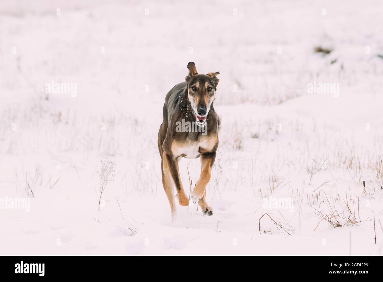 Hare hunting with dog hi-res stock photography and images - Alamy