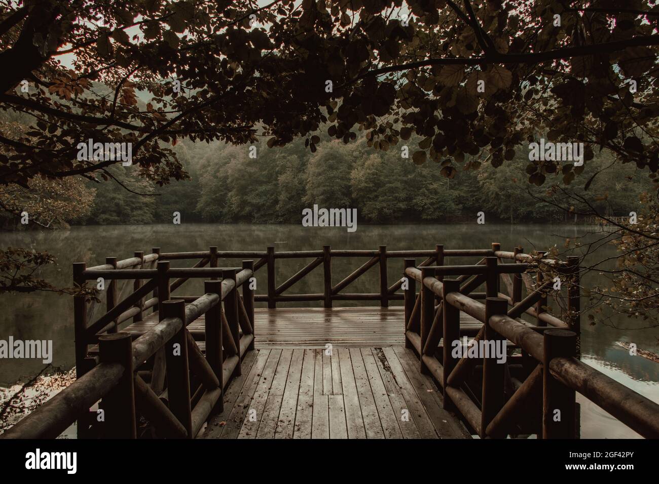 Beautiful forest landscape with wooden bridge Stock Photo - Alamy