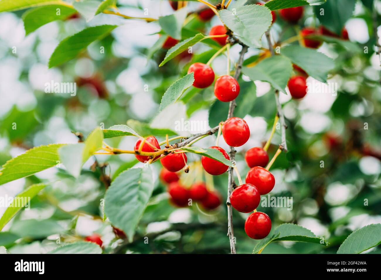 Small young cherry tree hi-res stock photography and images - Alamy