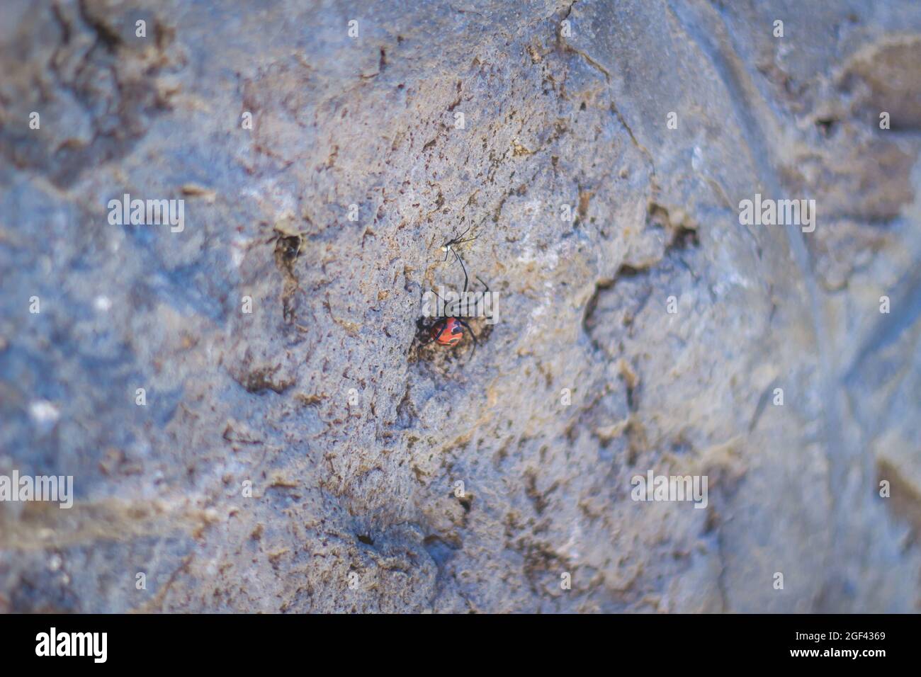 Castianeira hi-res stock photography and images - Alamy
