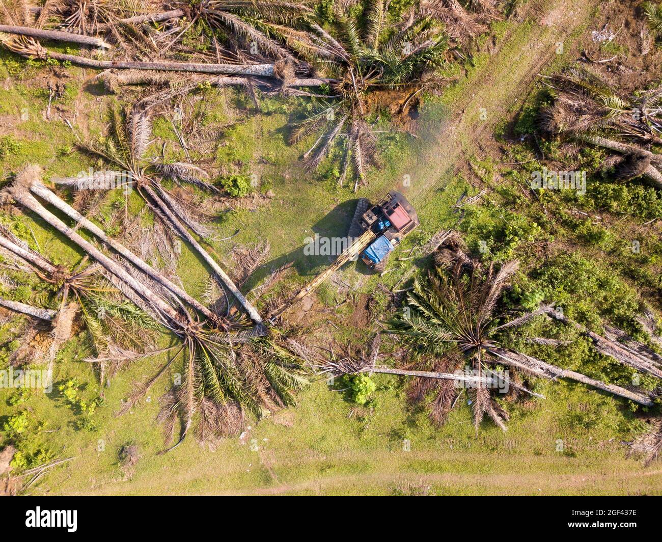 Palm tree deforestation hi-res stock photography and images - Alamy