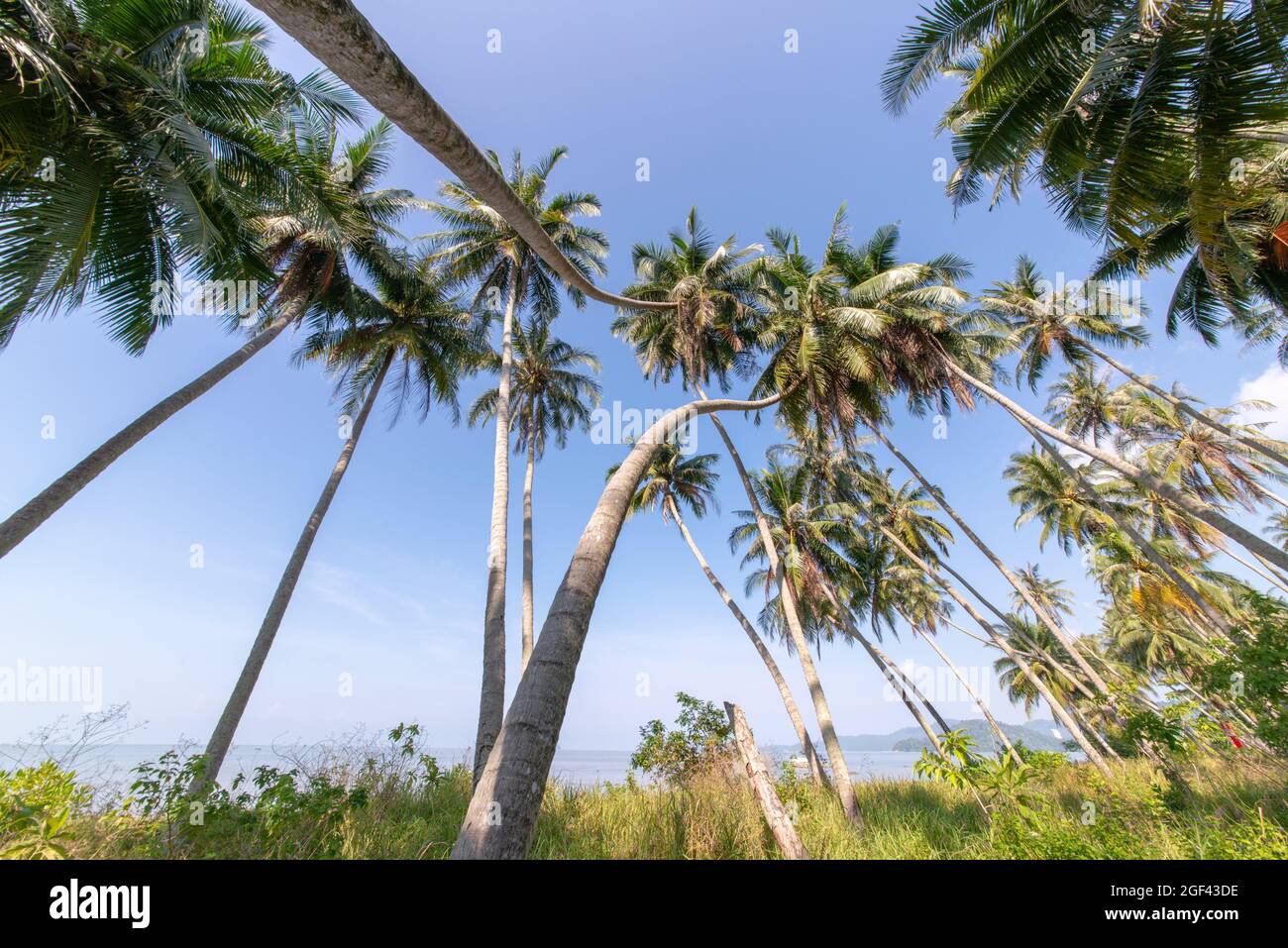Bottom view palm tree hi-res stock photography and images - Alamy