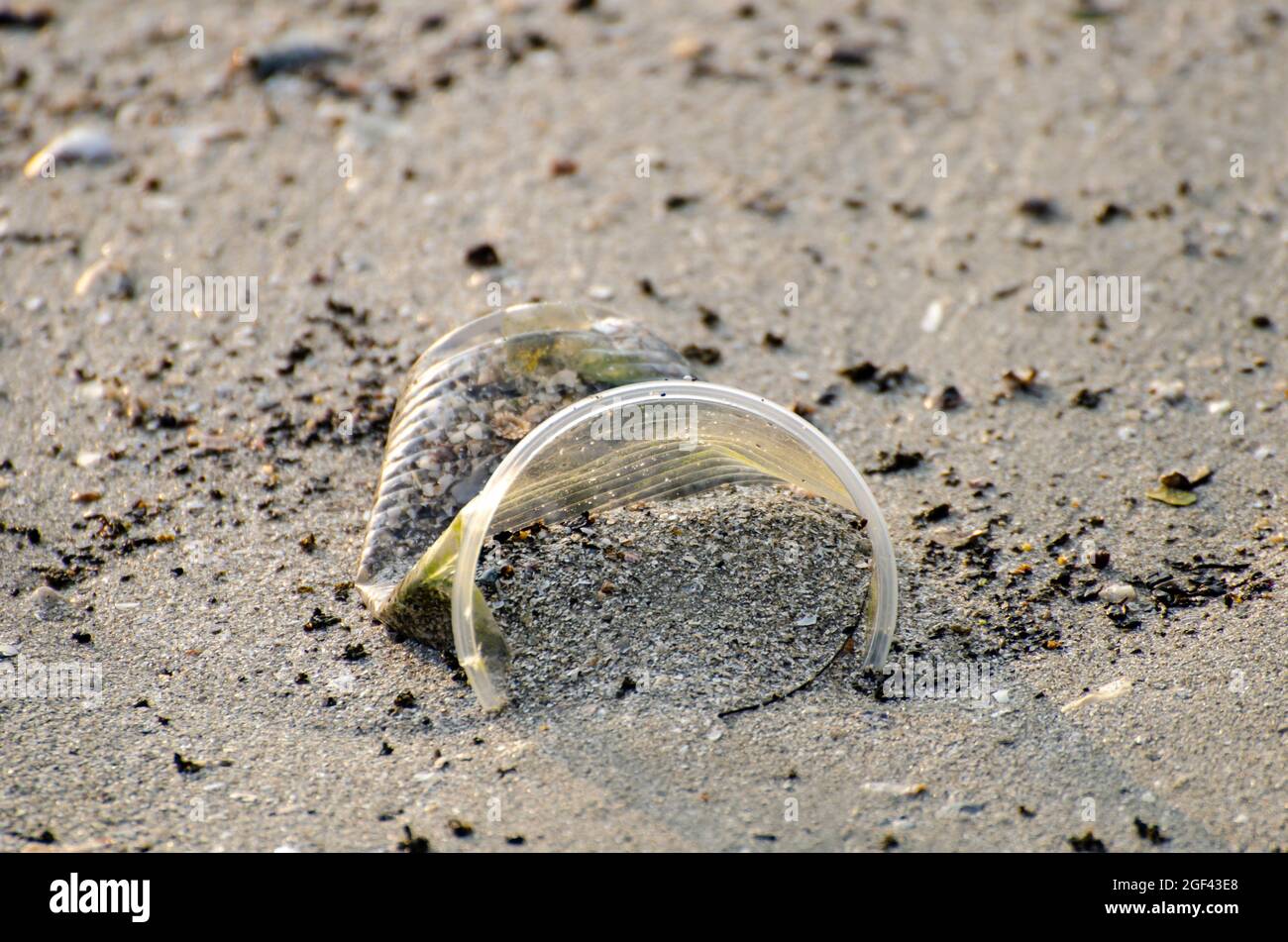 Change cup hi-res stock photography and images - Alamy