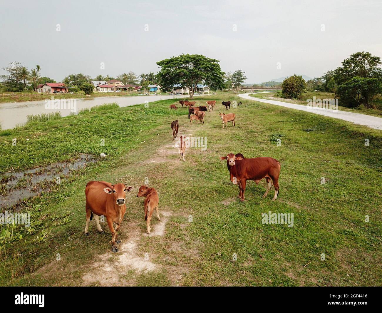 Rural cow hi-res stock photography and images - Alamy
