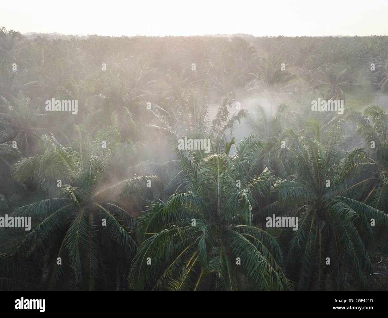 Smoke due to open burn at oil palm estate Stock Photo - Alamy