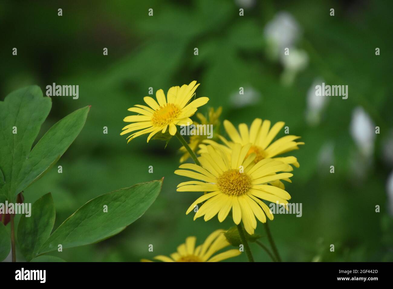 Yellow leopard's bane flower blossoms blooming in a garden Stock Photo ...