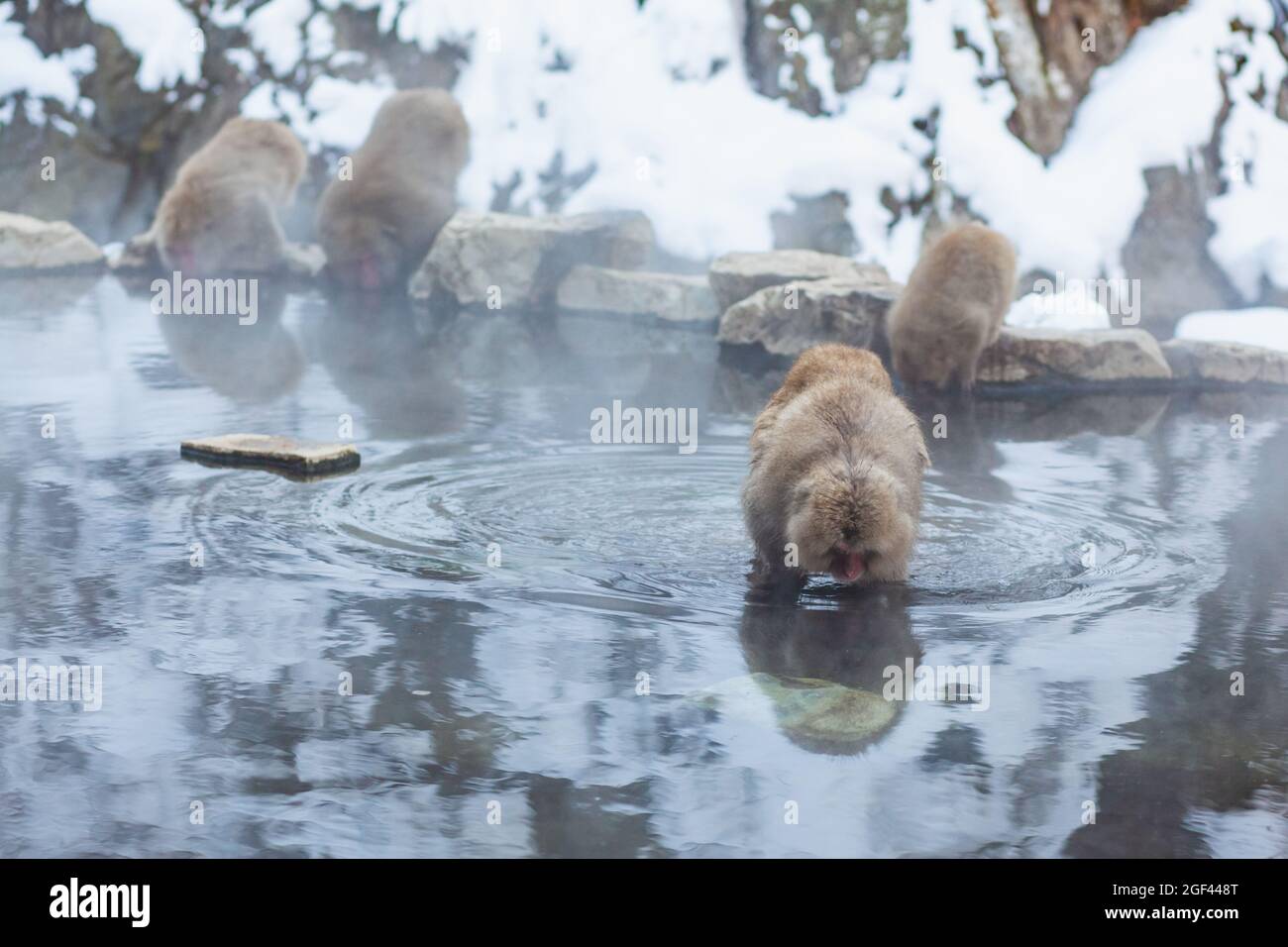 Japanese snow monkeys drinking water from the hot springs Stock Photo ...