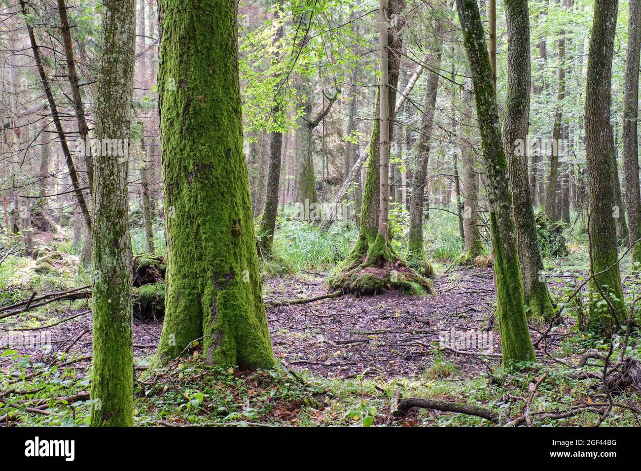 Black Alder Forest High Resolution Stock Photography and Images - Alamy