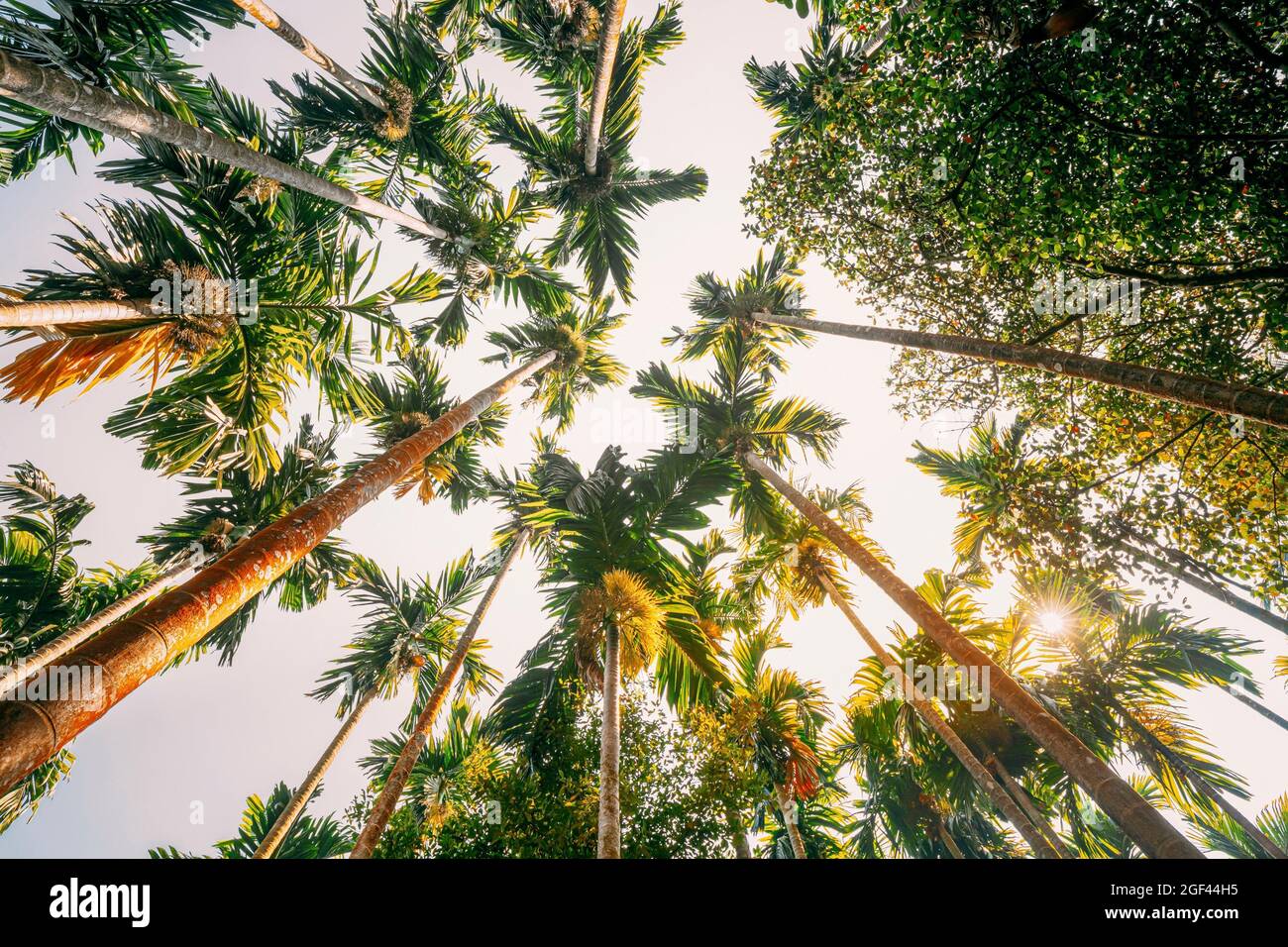 Indian goa green vegetation hi-res stock photography and images - Alamy