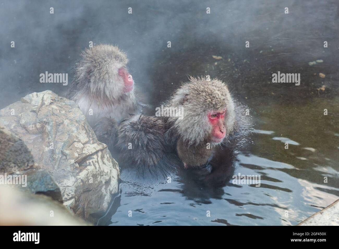 Japanese snow monkey bathing in hot spring water Stock Photo - Alamy