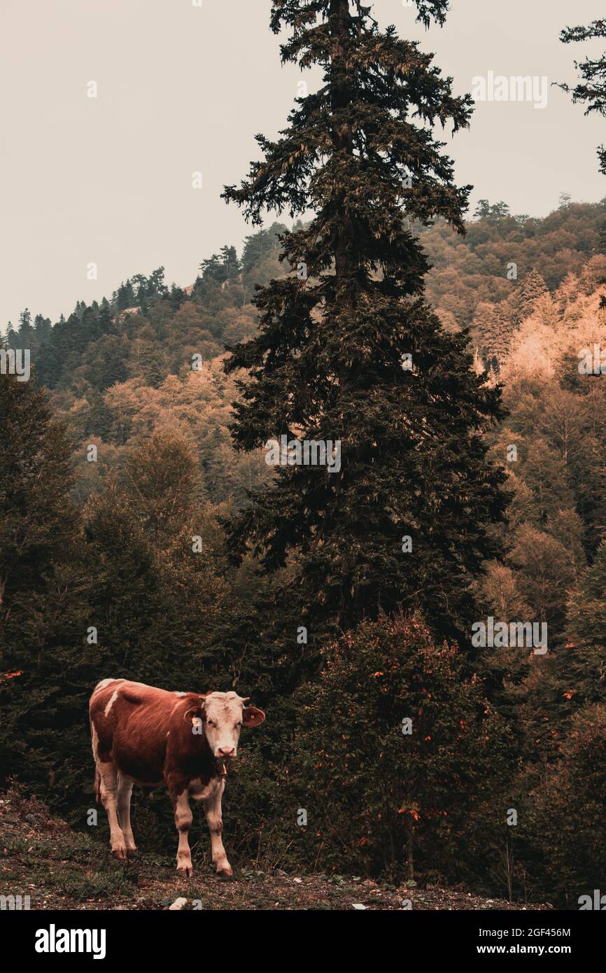 Grazing cows in autumn forest Stock Photo - Alamy