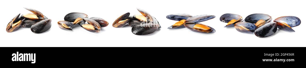 Set of fresh mussels on white background Stock Photo - Alamy