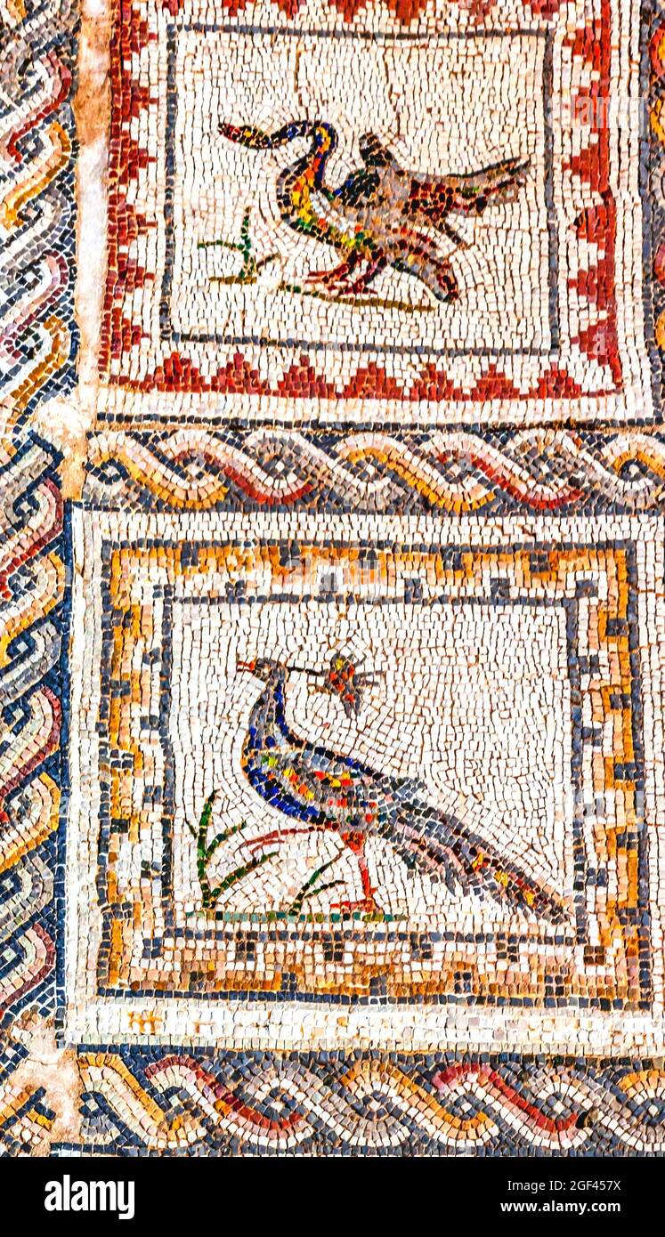Roman Bird Mosaic High Resolution Stock Photography and Images - Alamy