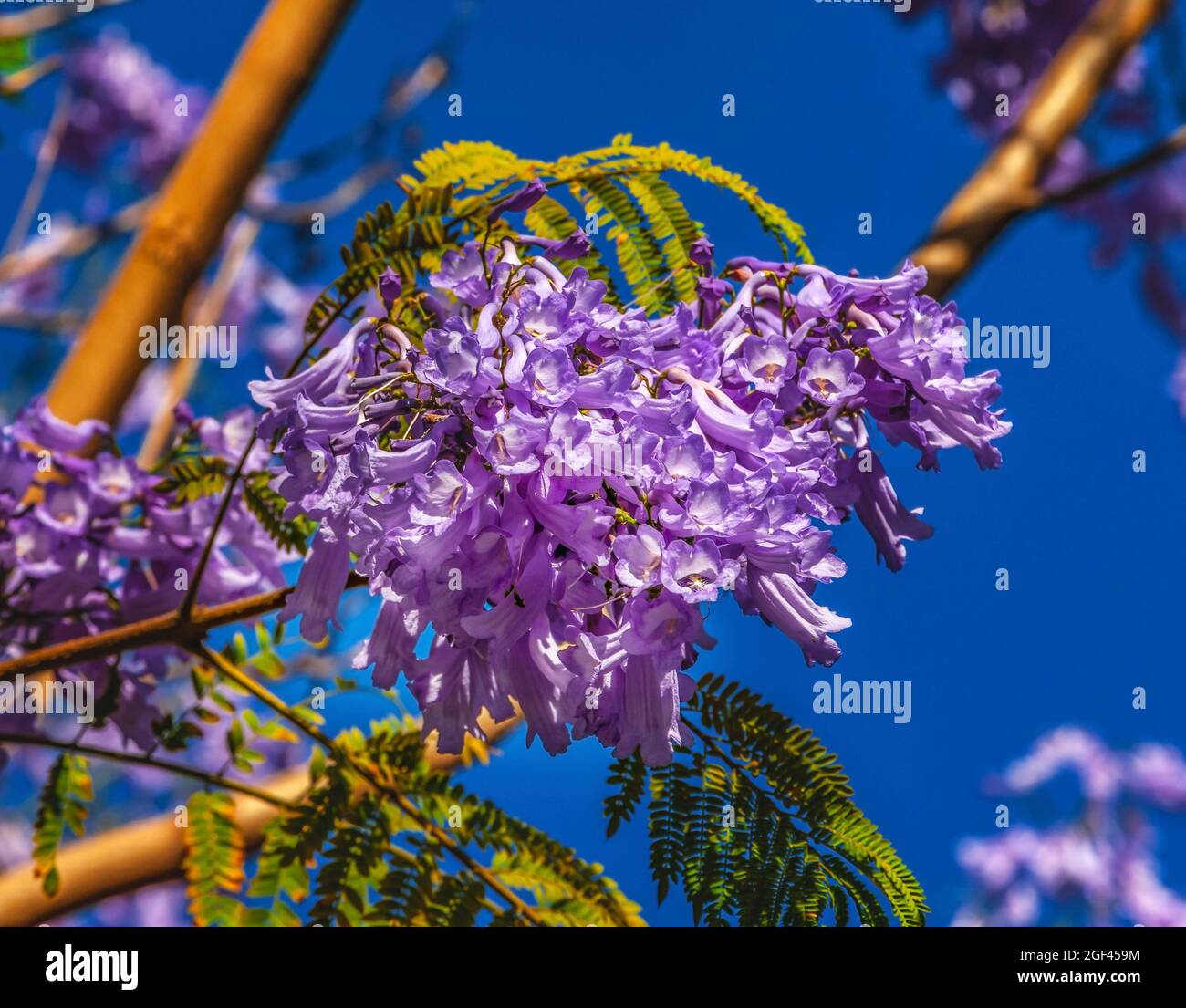 Jacaranda Seville High Resolution Stock Photography and Images - Alamy