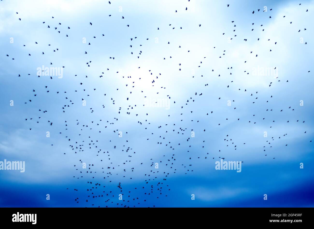 Blue flock wallpaper hi-res stock photography and images - Alamy