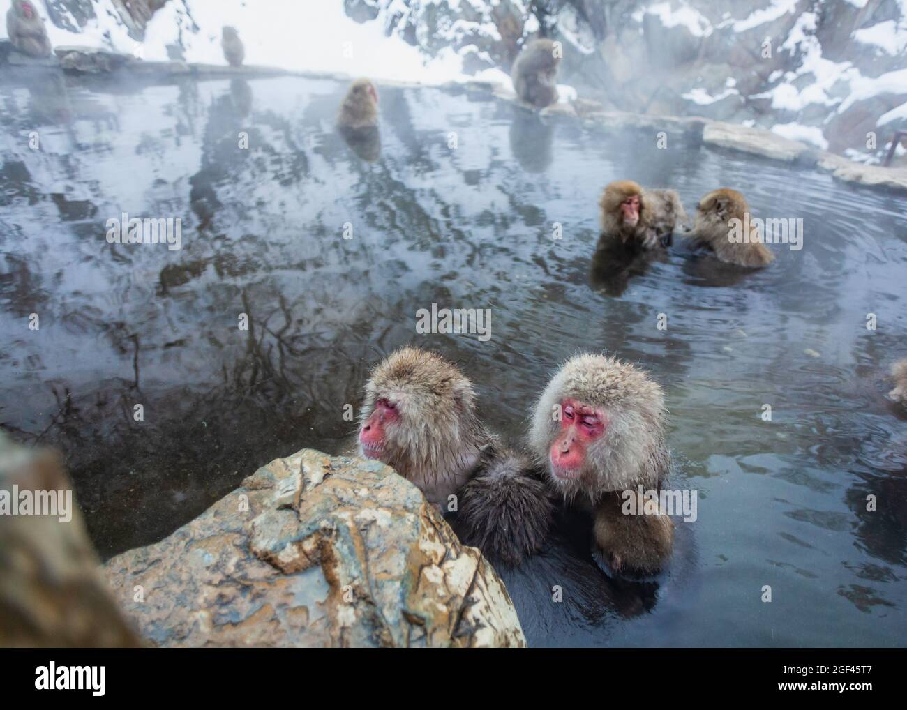 Japanese snow monkeys bathing in hot spring in winter Stock Photo - Alamy