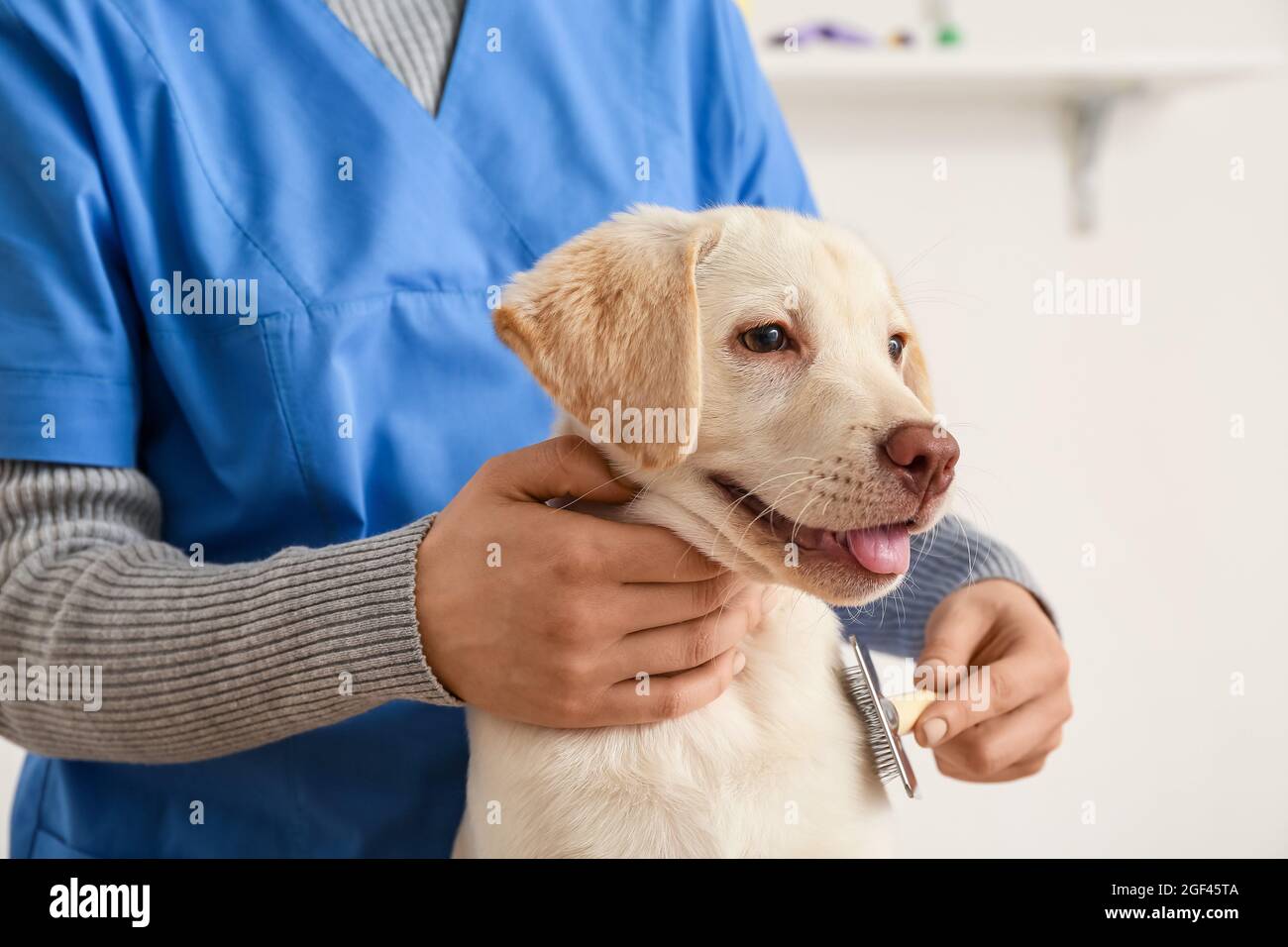 How To Take Care Of Female Labrador Puppy