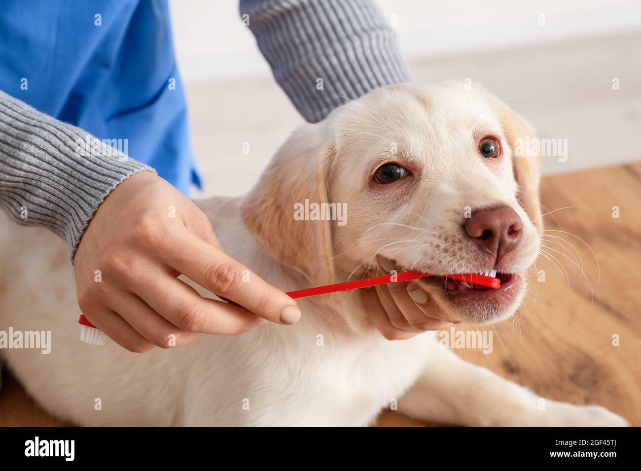 Veterinarian brushing teeth of Labrador puppy in clinic Stock Photo - Alamy