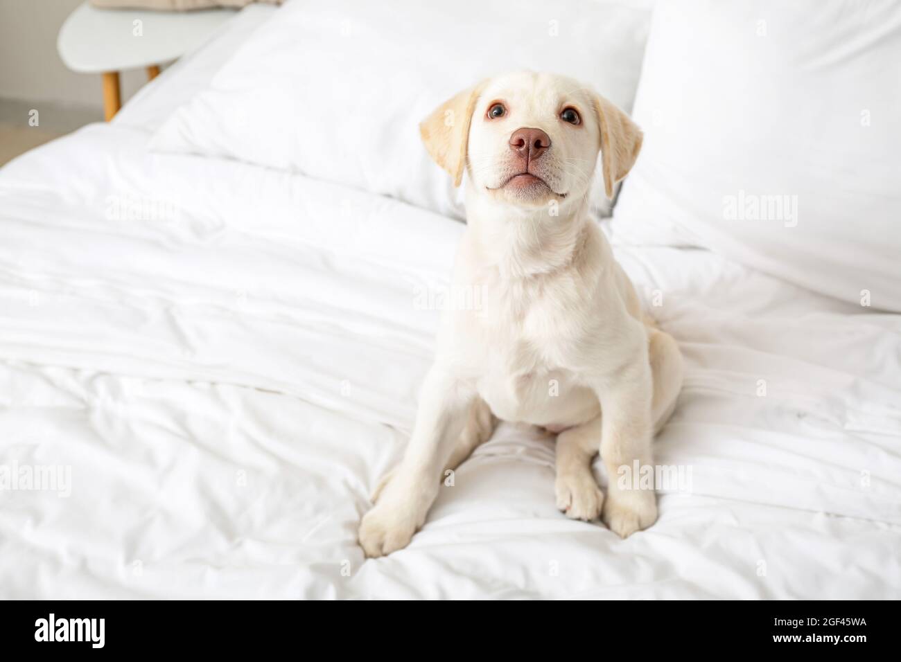 Golden retriever resting on bed hi-res stock photography and images - Alamy
