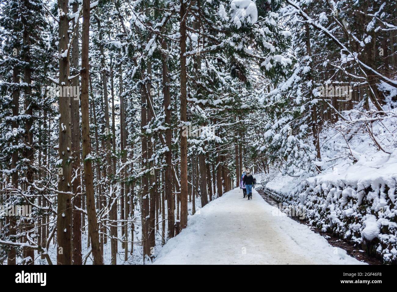 Snowy walk along pine tree forest in Japan Stock Photo - Alamy