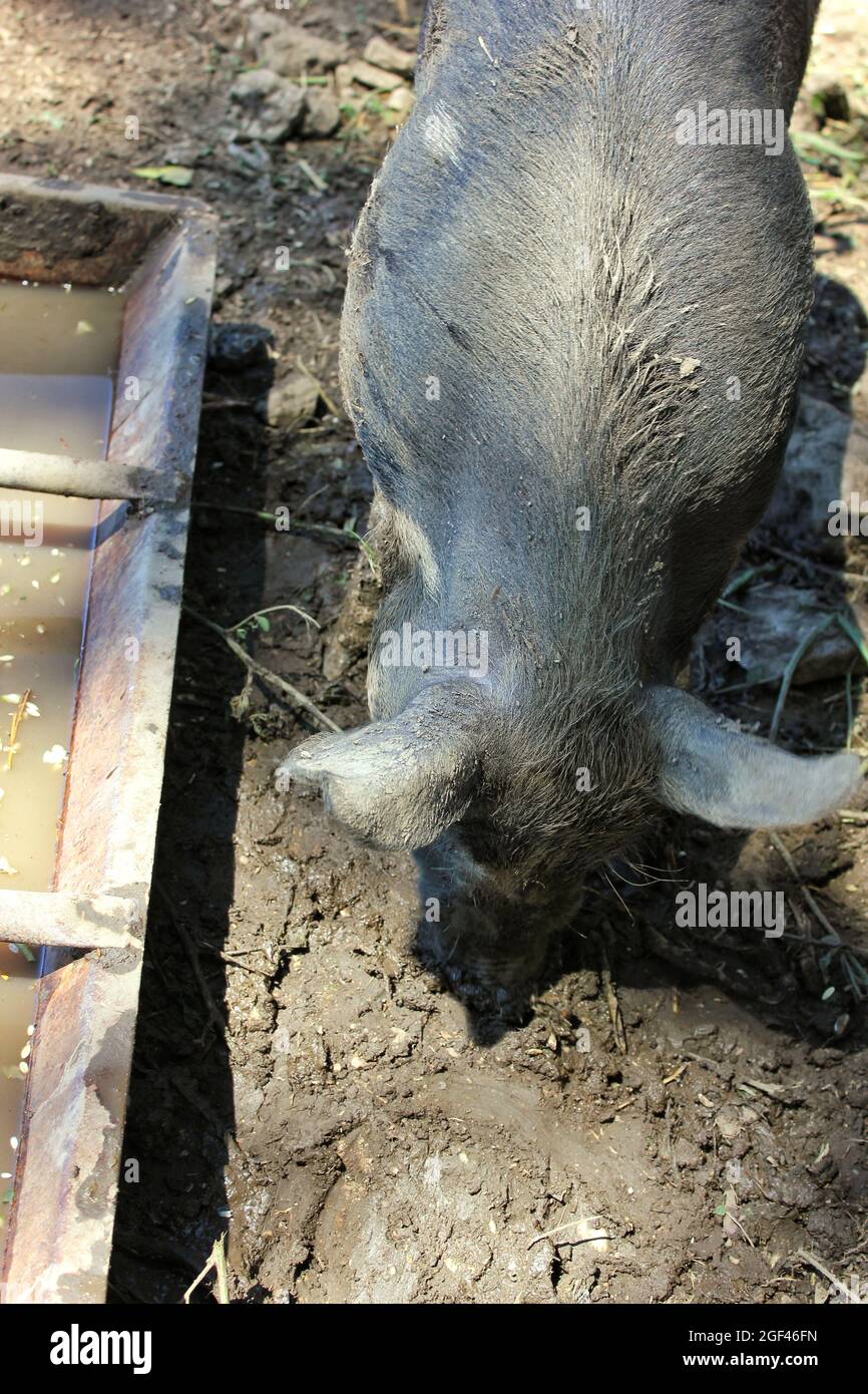 A muddy pig and hog hanging around the dirty pig pen on a bright sunny ...