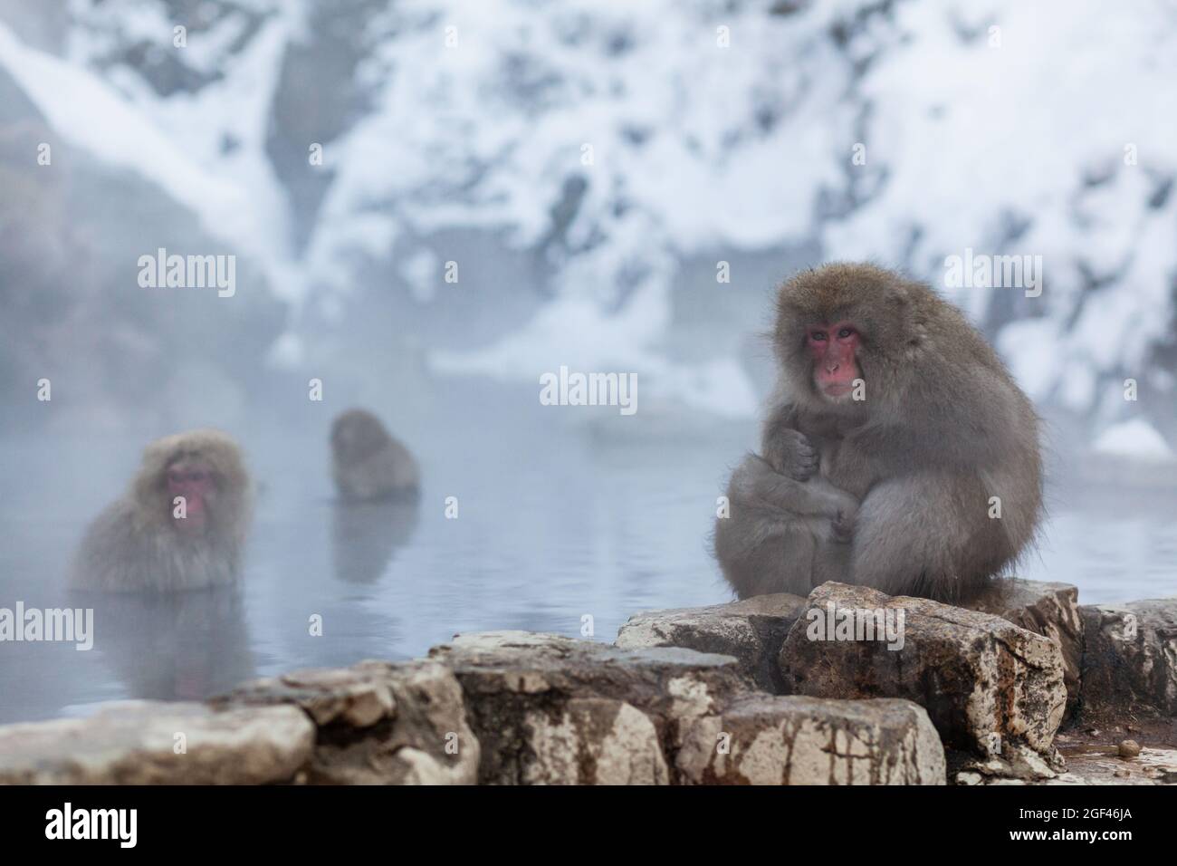 Japanese snow monkey mother hugging her baby Stock Photo - Alamy