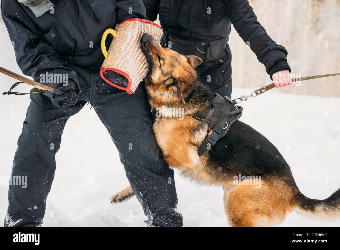 Wolf attack human hi-res stock photography and images - Alamy