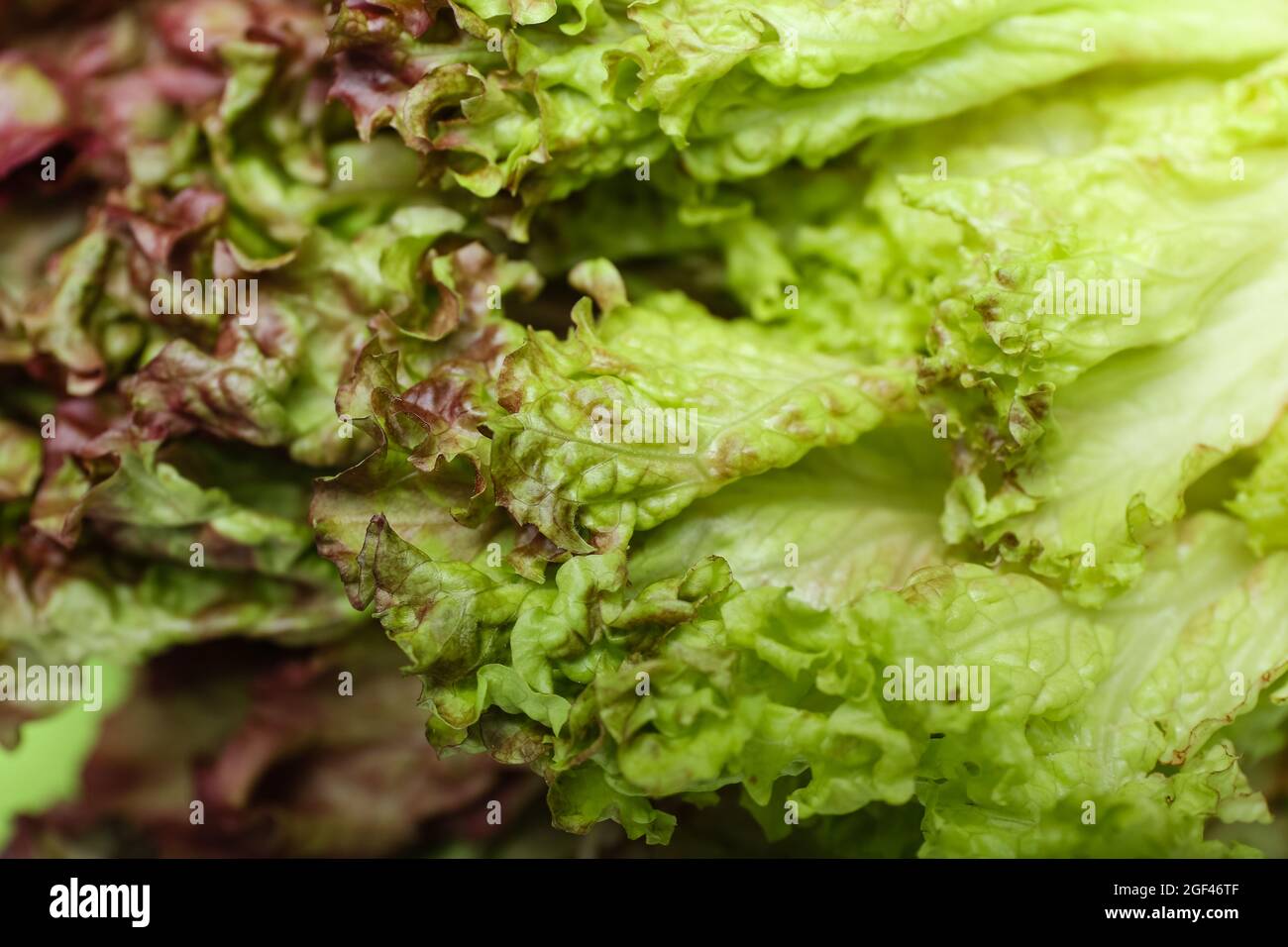 Product lollo rosso hi-res stock photography and images - Alamy