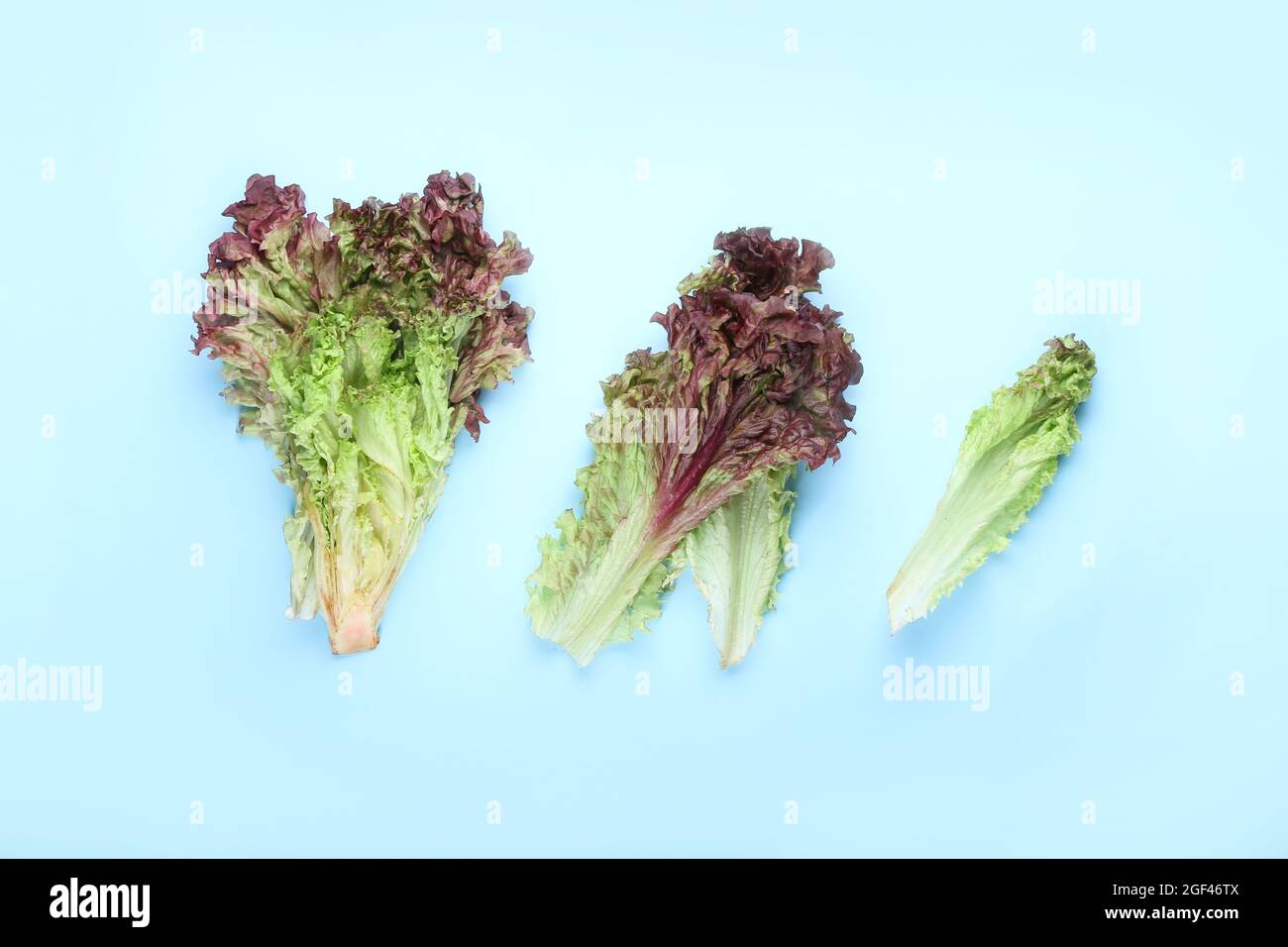 Product lollo rosso hi-res stock photography and images - Alamy