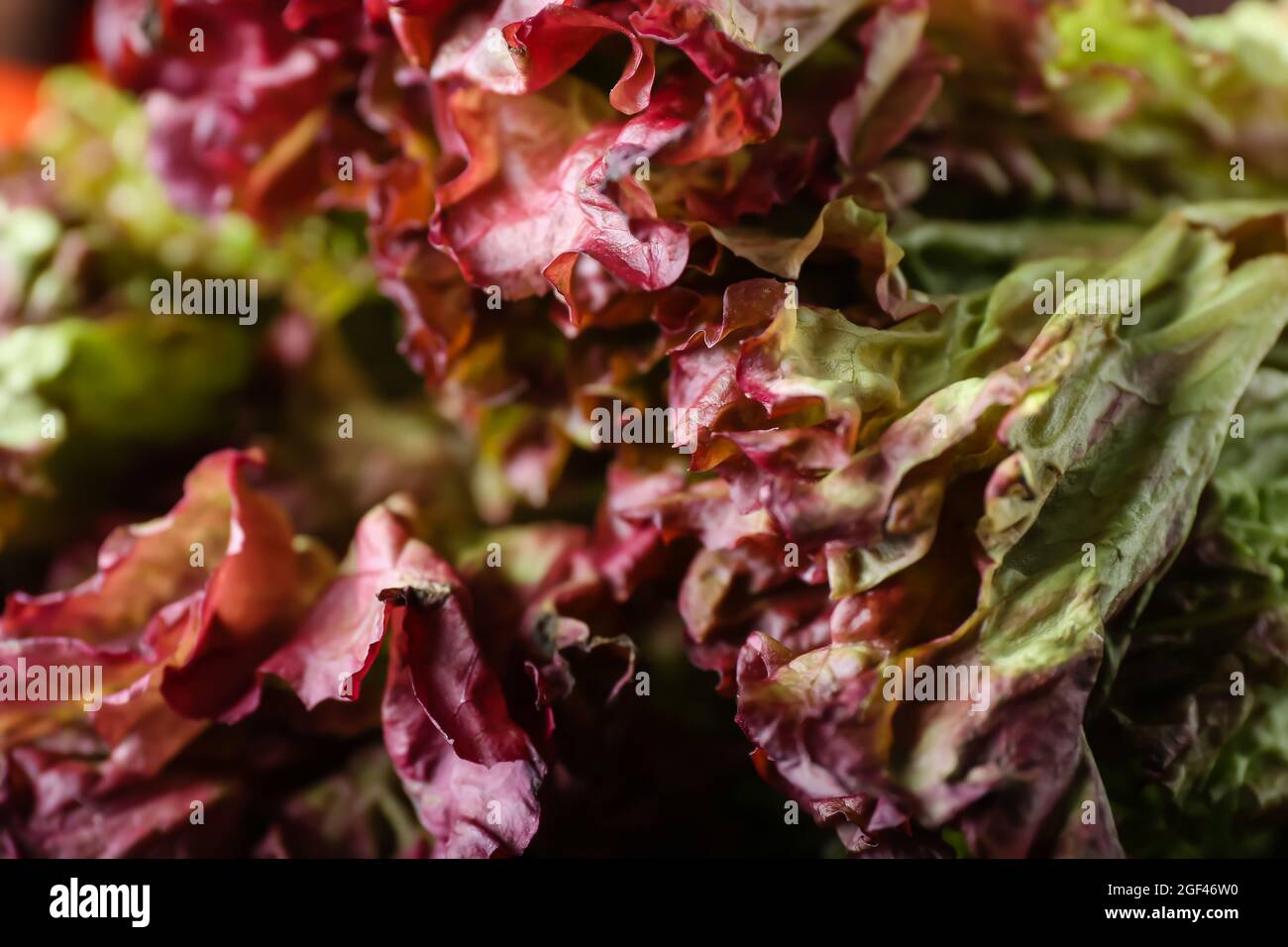 Product lollo rosso hi-res stock photography and images - Alamy