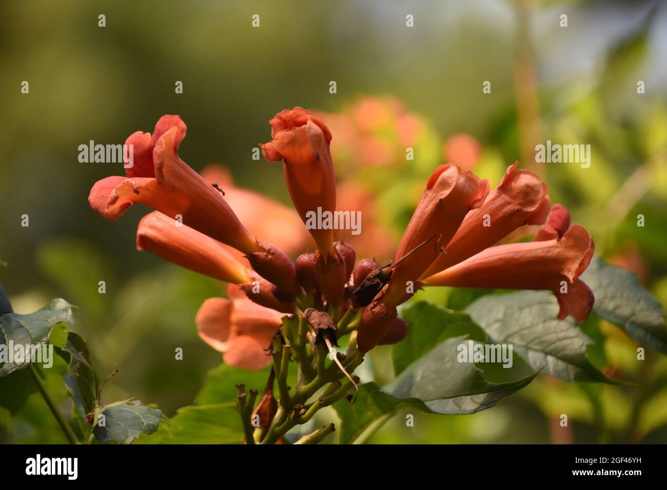 Climbing blooming orange trumpet vine flowering as it climbs Stock ...
